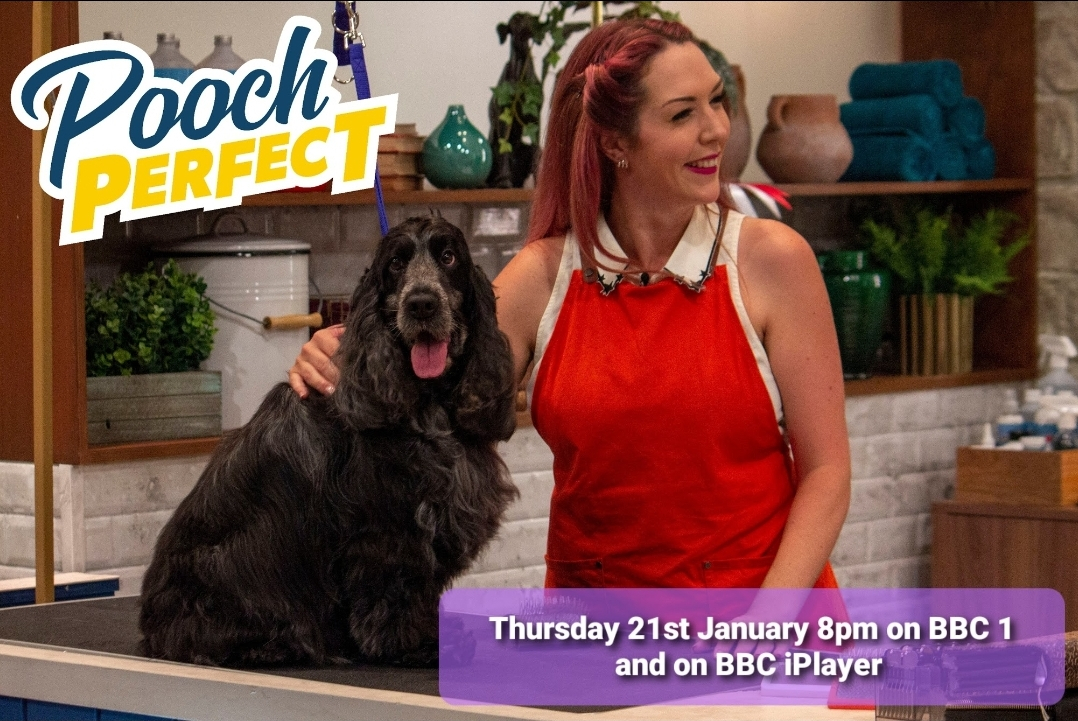 Perfect Paws - Gallery