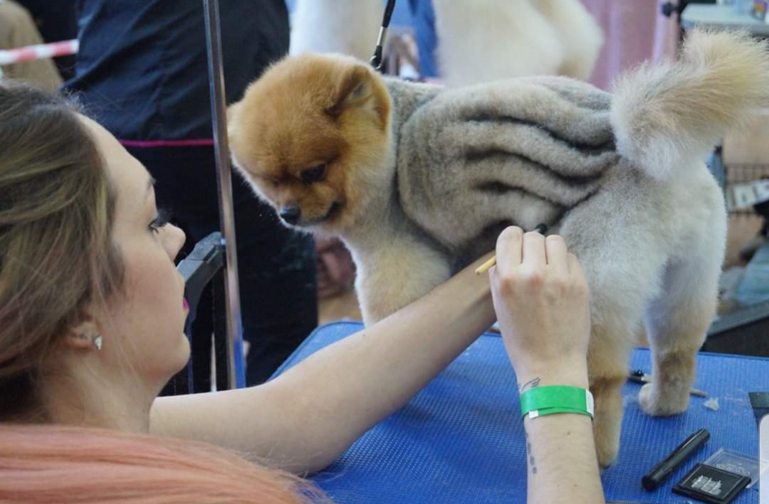 Perfect Paws - Gallery