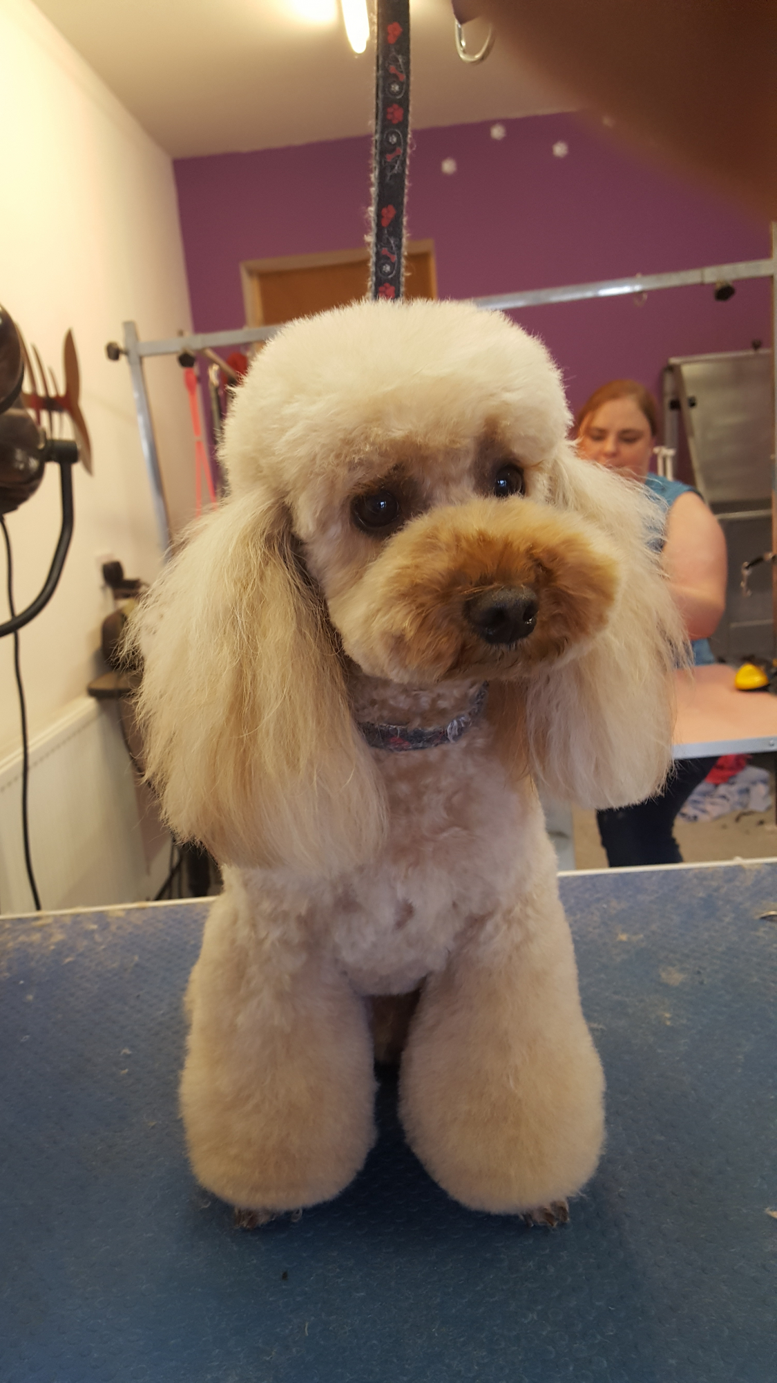 Perfect Paws - Gallery