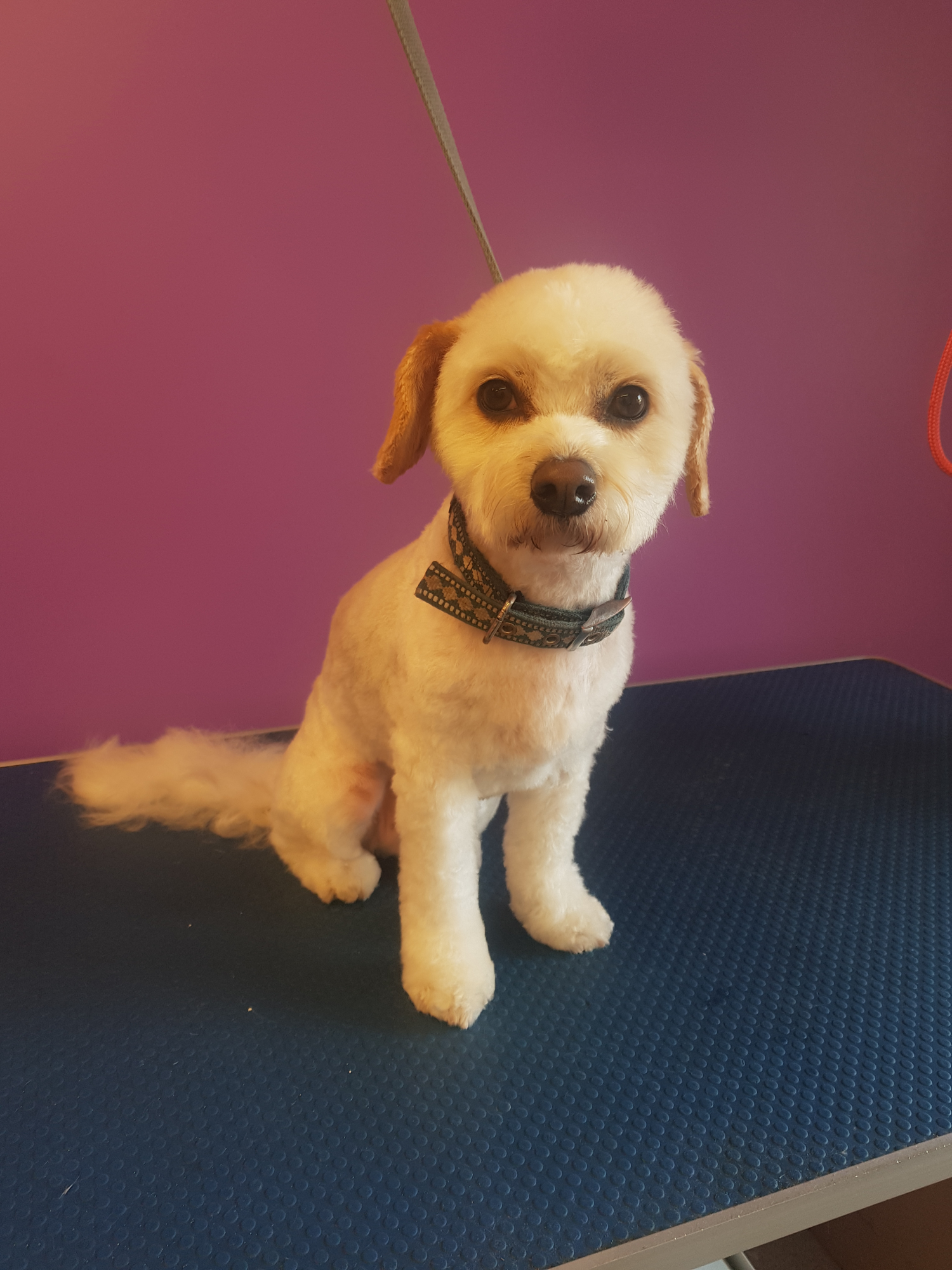 Perfect Paws - Gallery